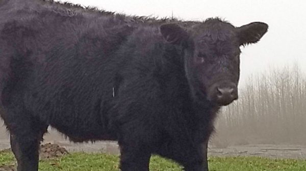 Four cow poems by Orchid Tierney • Empty Mirror